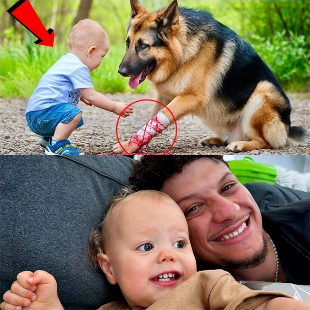A German Shepherd Dog Got a Broken Leg and No One Was Helping – Baby ...